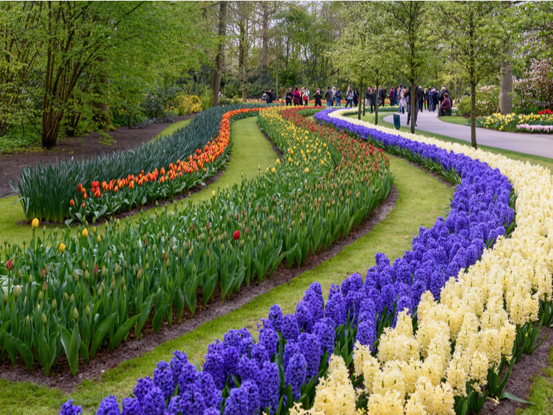 Preparing for This Year’s Flower Shows | iceotemp